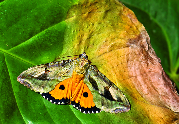 夜蛾翅膀会“发光”--中国数字科技馆